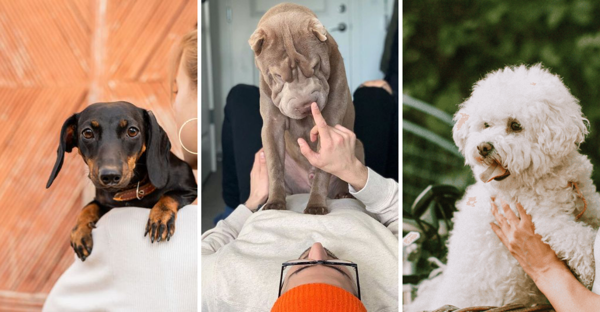 18 Dog Breeds That Hate Other Dogs But Love Humans - Exploring Animals