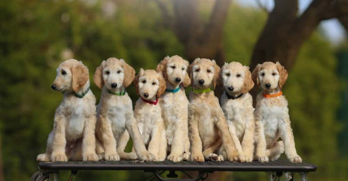 18 Dog Breeds That Look Completely Different as Puppies and Adults ...