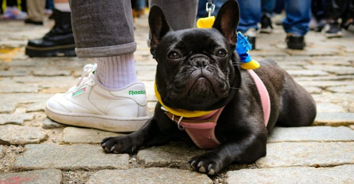 18 Dog Breeds That Were Brought to America by Immigrants (And How They ...