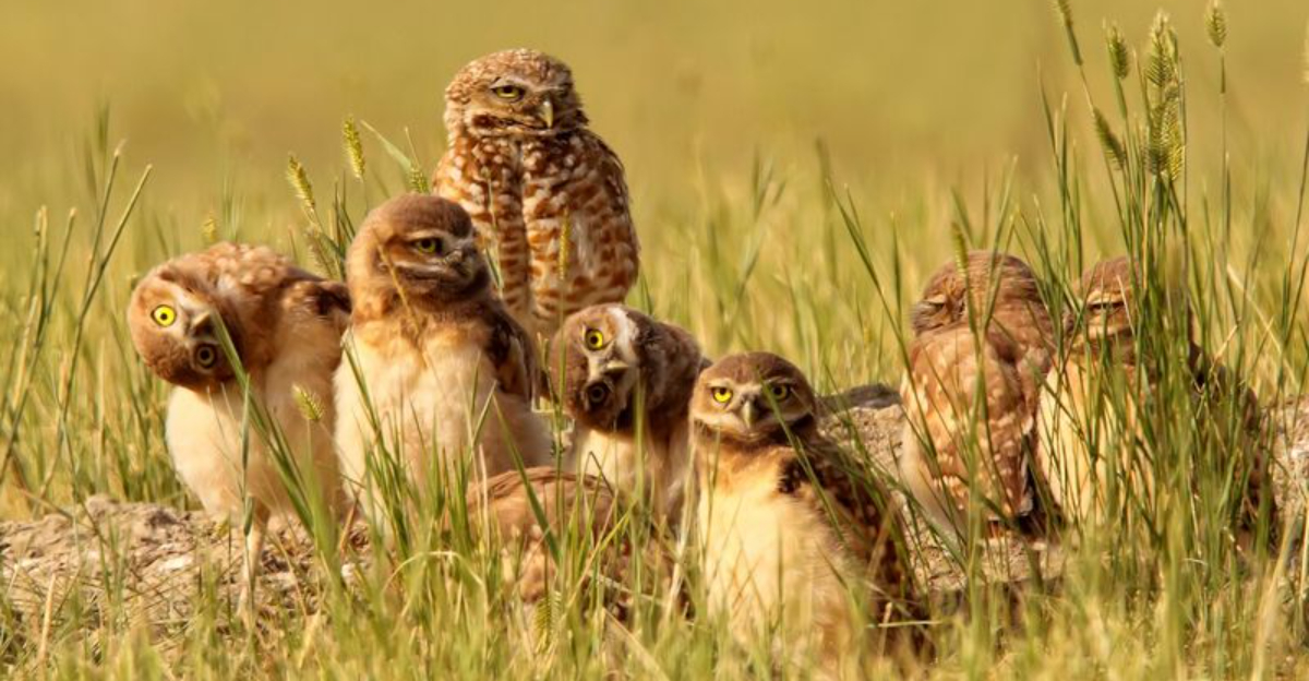 18 Incredible Animals Found Only in America’s Great Plains - Exploring ...