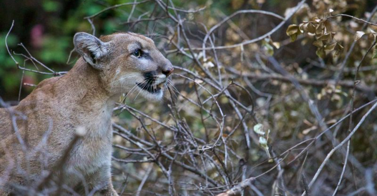 18 Mammals You’ll Spot While Hiking Through Oregon’s Trails - Exploring ...