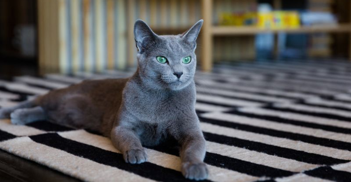 18 Old-School Cat Breeds That Refused to Be Replaced by Modern ...