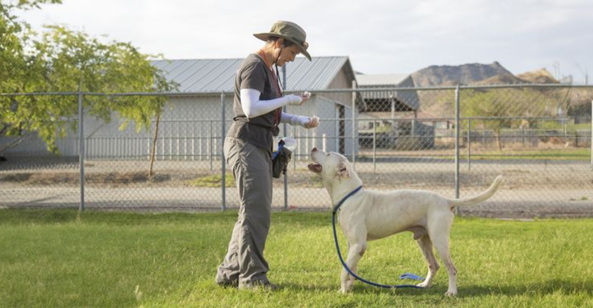 18 Outdated Training Tips Dog Owners Over 50 Should Leave Behind in ...