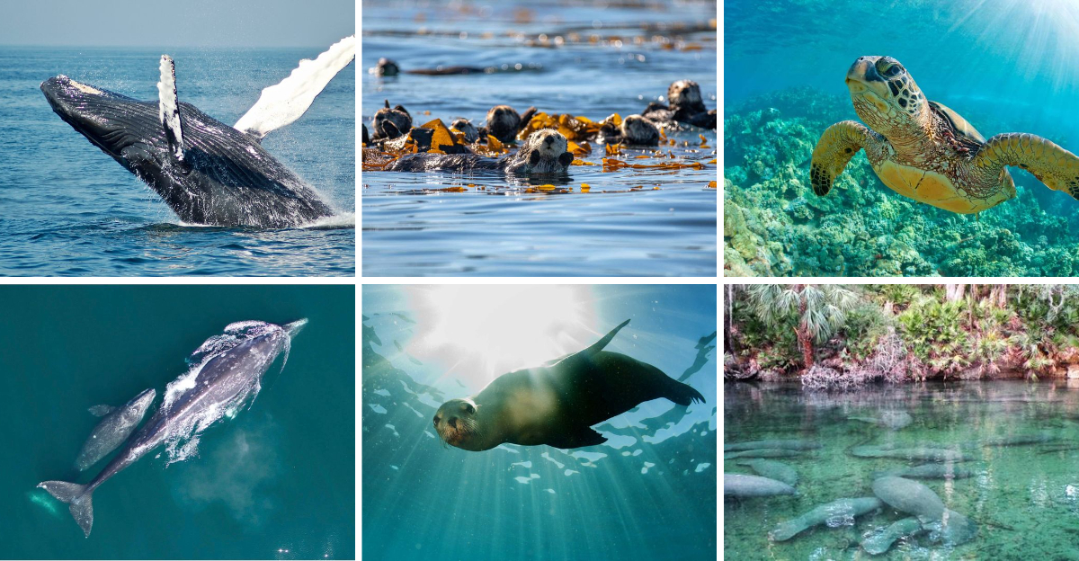 18 Remarkable Ocean Animals Making Comebacks Along America's Coastlines ...