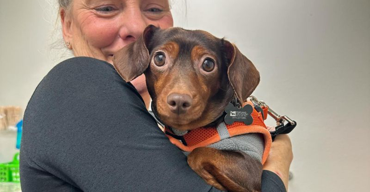 18 Rescue Dogs With Fuller Hearts Than Anyone Ever Expected - Exploring ...