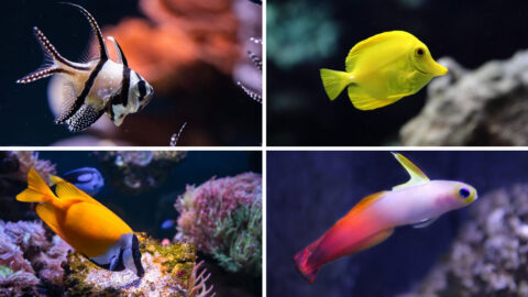 18 Stunning Saltwater Fish Perfect for Your Aquarium - Exploring Animals