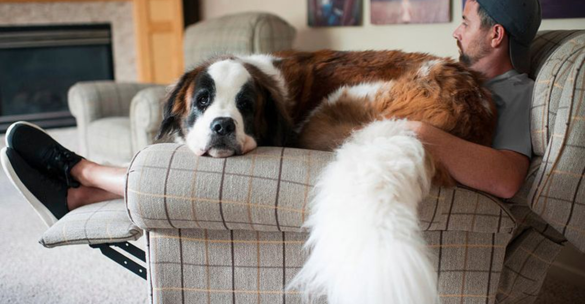 19 Large Dog Breeds That Think They’re Lap Dogs - Exploring Animals