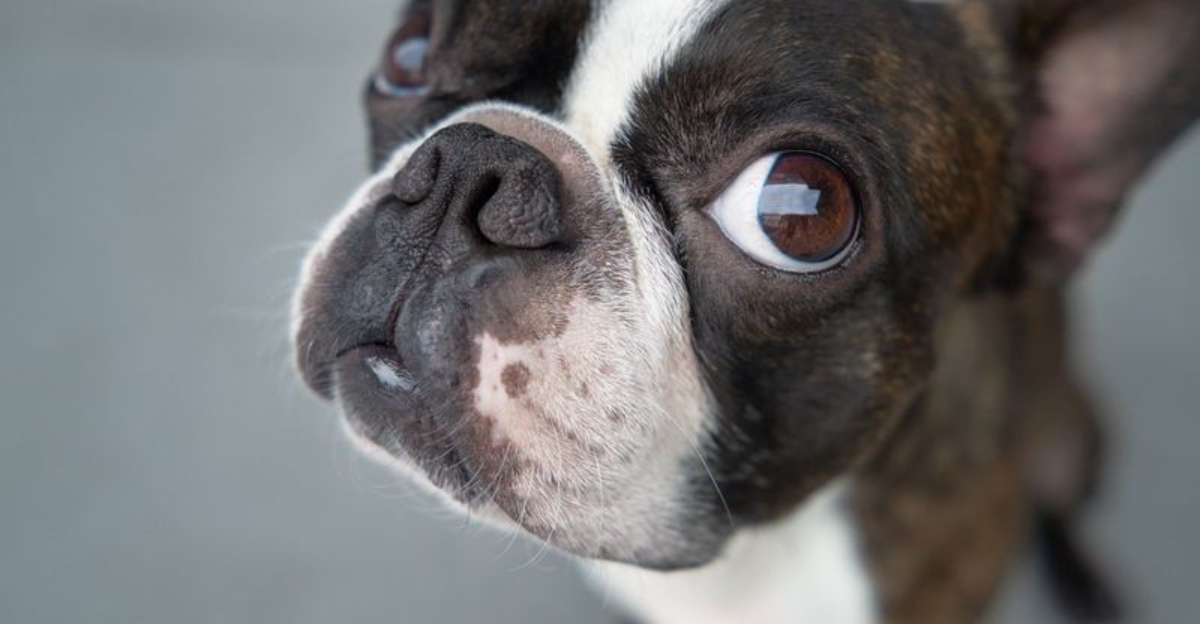 19 Small Dog Breeds with Big, Expressive Eyes - Exploring Animals