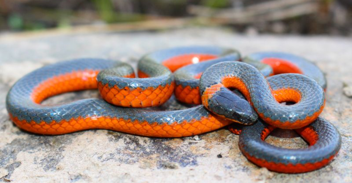 19 Snakes You Might See in California (5 Are Seriously Venomous ...