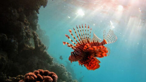20 Amazing Oceanic Wildlife Species Everyone Should Know - Exploring ...