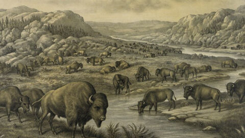 20 Animal Species That Shaped the American Frontier Before Humans Took ...