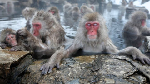 20 Animals That Have Evolved the Most in the Last Century (And Why ...