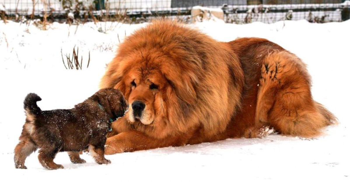 20 Dog Breeds So Large People Should Stay Away From Them - Exploring ...