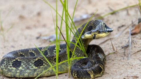 20 Non-Venomous Snakes in America That Pose No Threat - Exploring Animals