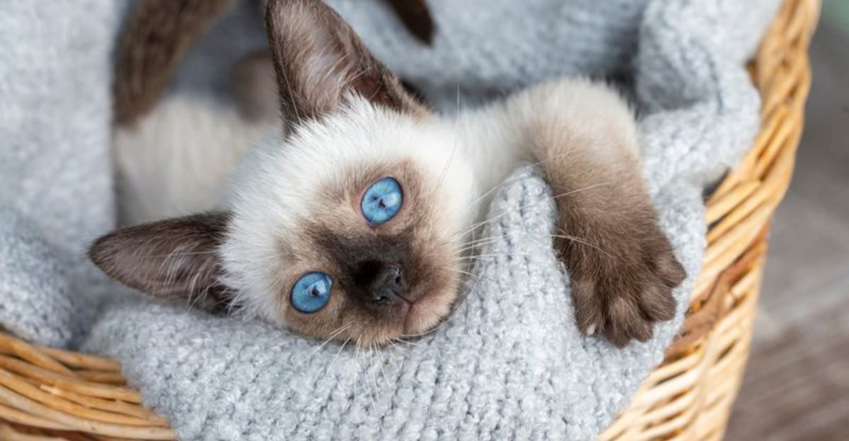 20 Sweetest Cat Breeds That Will Fill Your Life with Love and Purring ...