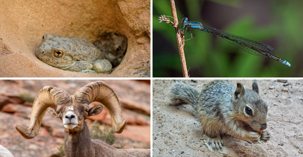 20 Wild Animals You Might See in Zion National Park - Exploring Animals