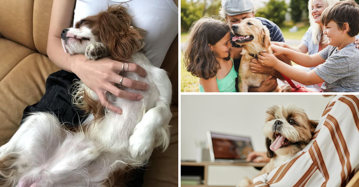 21 Best Dog Breeds for First-Time Owners (And 4 You Should Avoid at All ...