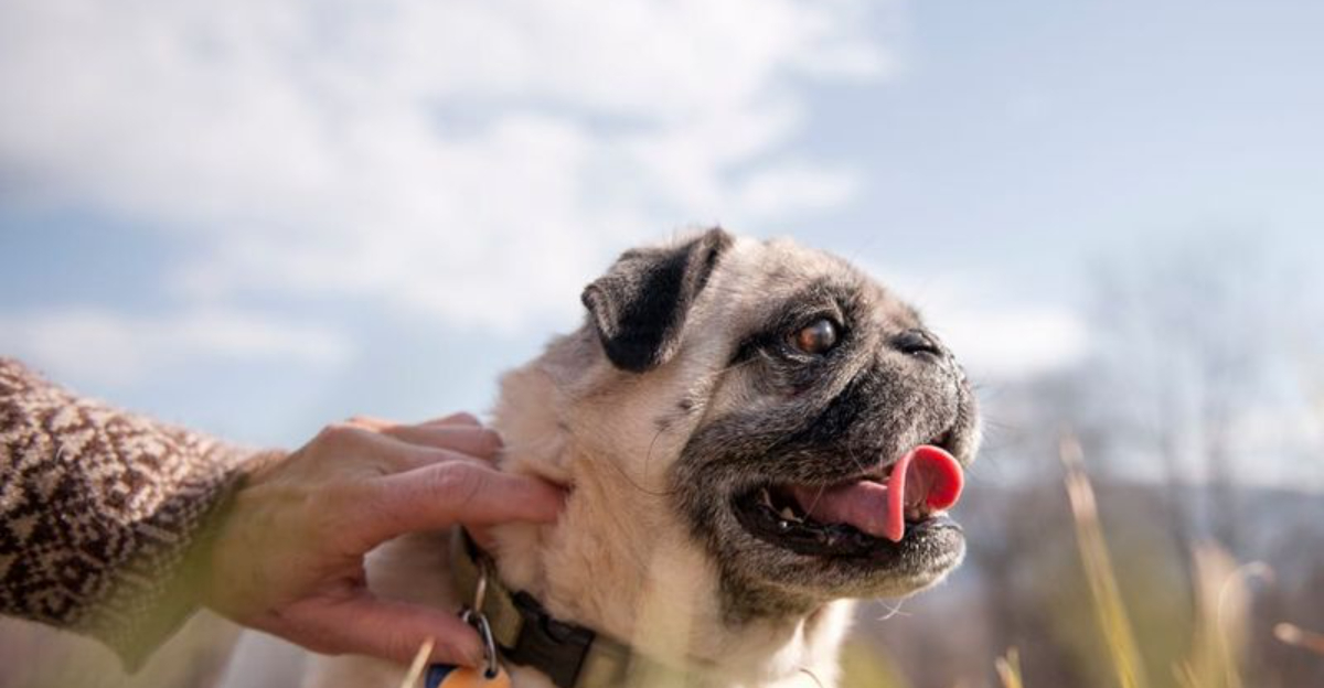 21 Dog Breeds Most Likely to Be Stolen in the US - Exploring Animals