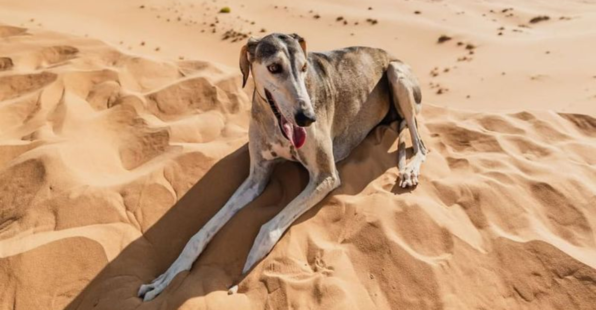 21 Dog Breeds That Thrive in Hot and Humid Climate - Exploring Animals