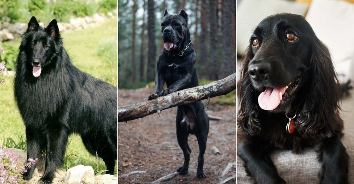 21 Dog Breeds with Jet-Black Coats You’ll Fall in Love With - Exploring ...