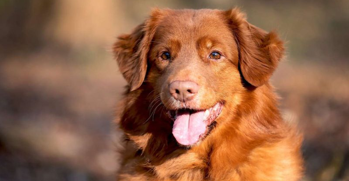 21 Gorgeous Red Dogs With Looks and Attitude to Match - Exploring Animals