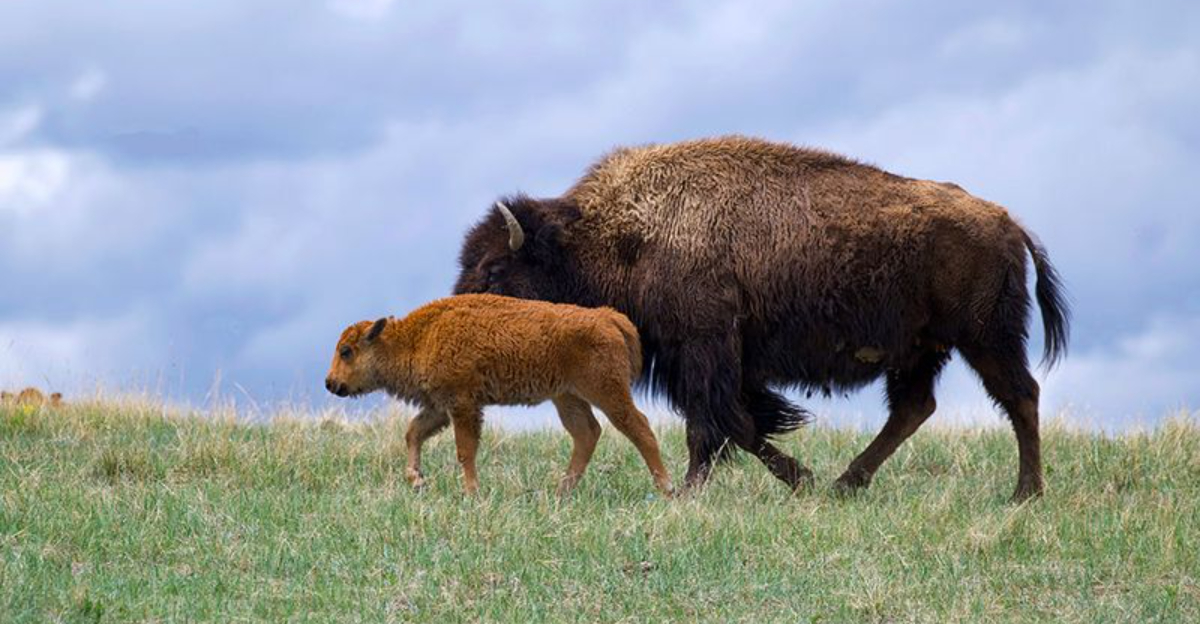 21 Prairie Animals That Define the American Heartland - Exploring Animals