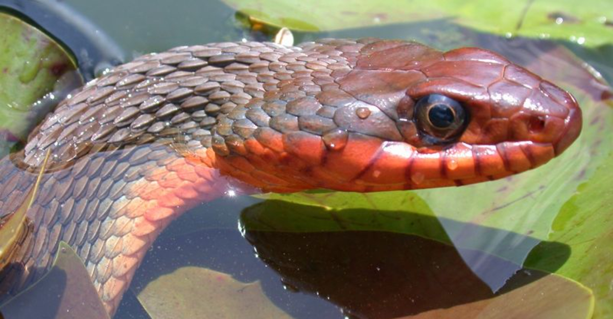 21 Reptiles That Thrive in North Carolina’s Swamps - Exploring Animals