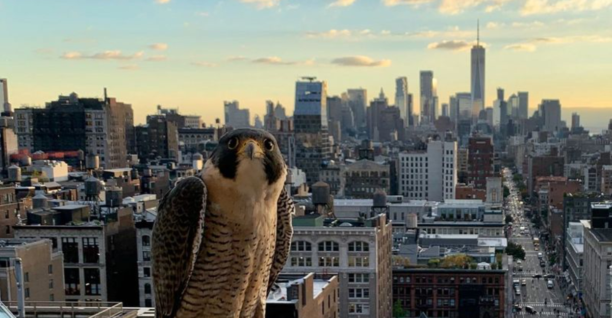 21 Surprising Animals That Prove New York Isn’t Just Skyscrapers ...