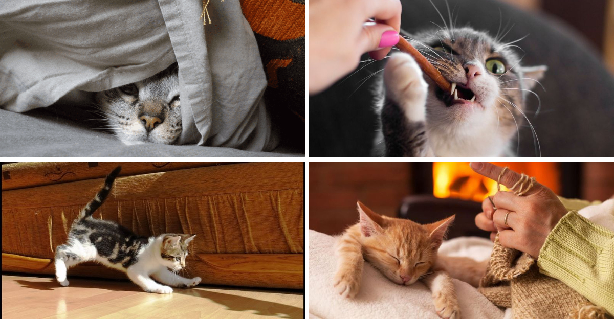 21 Things Cats Love the Most - Exploring Animals