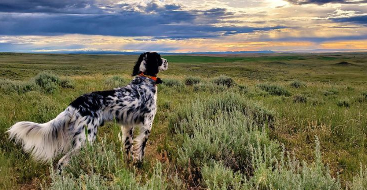 22 Dog Breeds Known for Their Fascination with Bird Hunting - Exploring ...