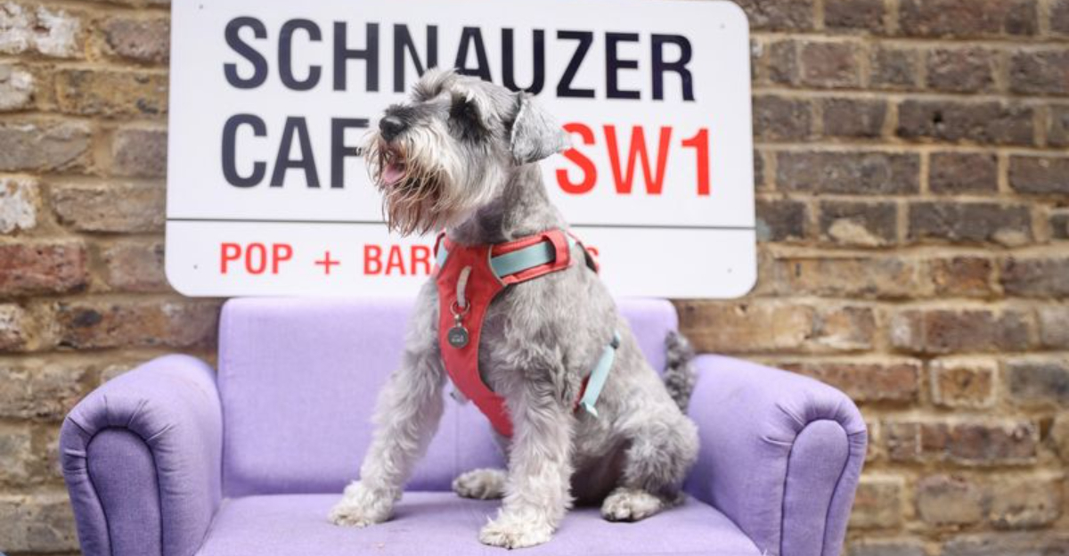 22 Dog Breeds That Are Perfect for Thoughtful, Intellectual Owners ...