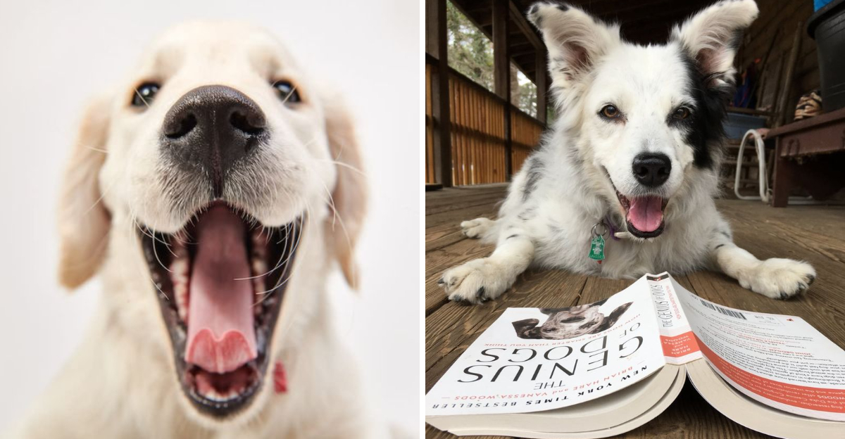 22 Dogs That Can Recognize Over 100 Words - Exploring Animals