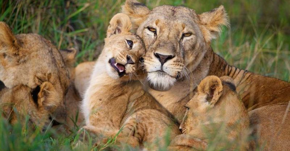 23 Animals That Experience Emotions Surprisingly Similar to Humans ...