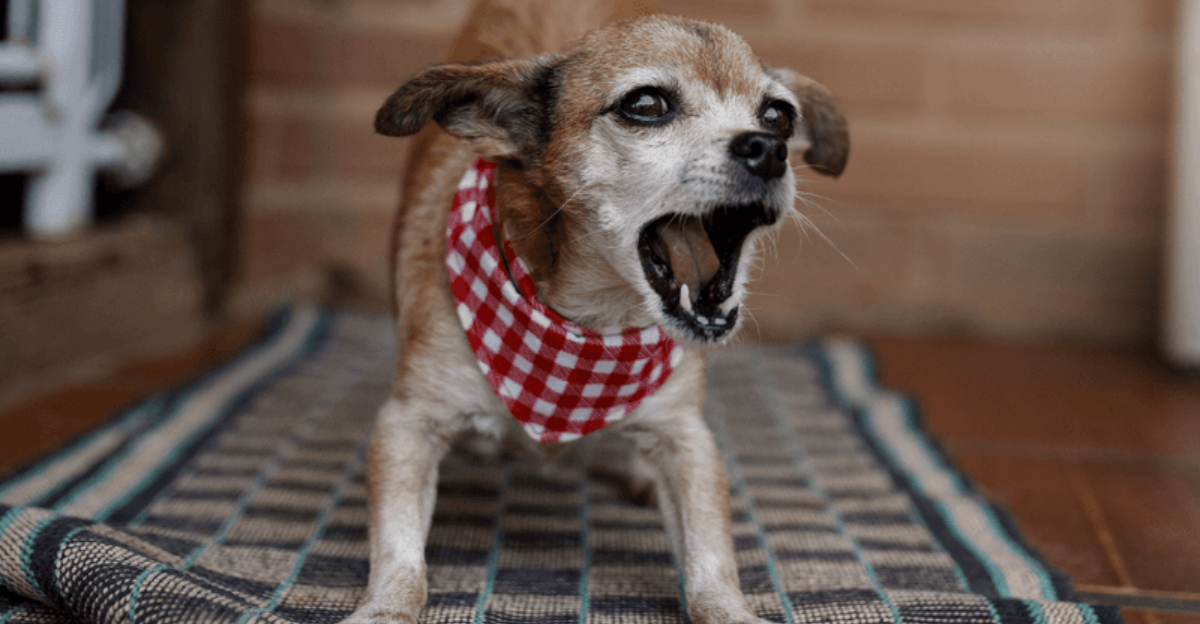 8 Dog Breeds That Are Totally Nightmare Roommates (And 8 Better ...