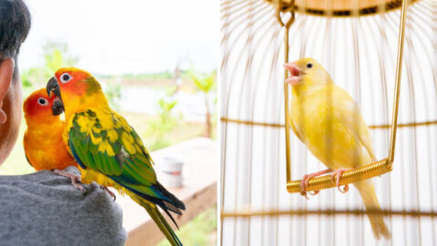 8 Pet Birds That Are Perfect for Beginners (And 8 That Will Drive You ...