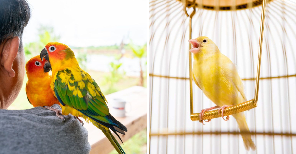 8 Pet Birds That Are Perfect for Beginners (And 8 That Will Drive You ...