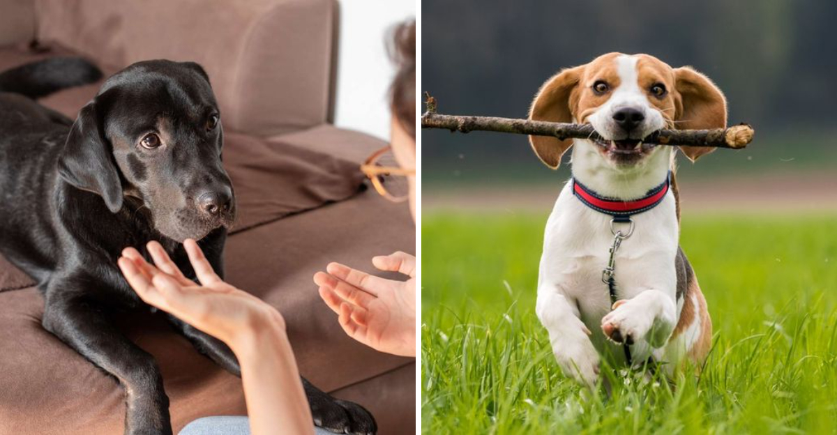 9 Things You Do That Annoy Your Dog—and 9 They Absolutely Adore ...