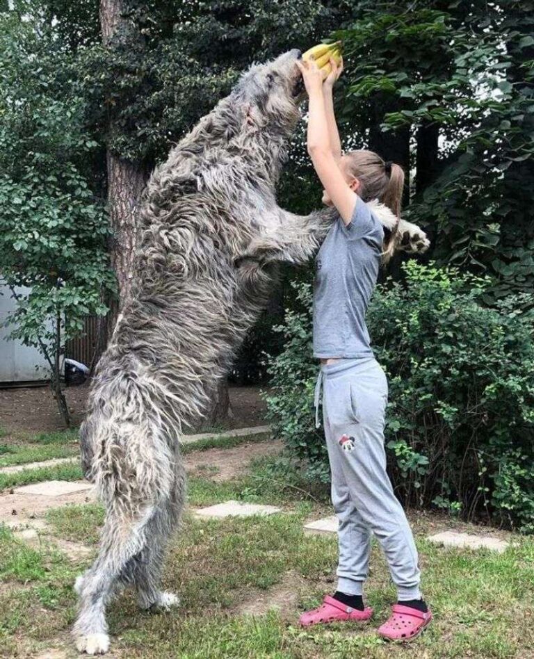 14 Amazing Facts About the Irish Wolfhound—The Giant Wolf Hunter of the ...