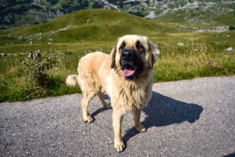 Meet the Giant Shepherd Dog Breeds Built for Strength and Loyalty ...