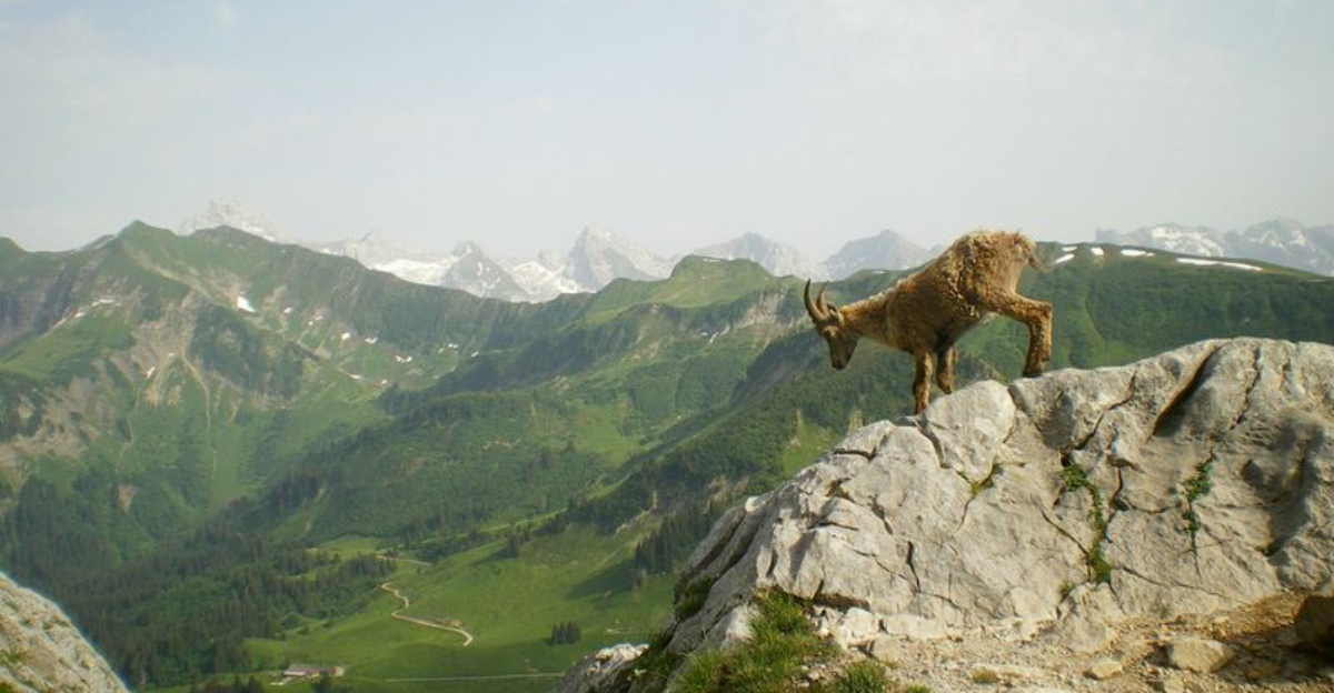 Animals That Only Live Above 10,000 Feet (And How They Handle the ...