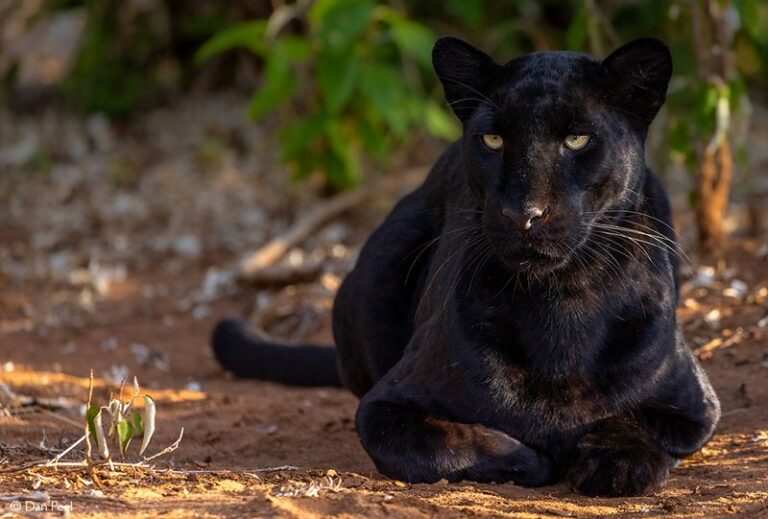 18 Stunning Black Animals That Reveal the Beauty of Melanism ...