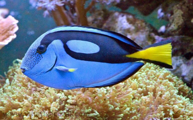 18 Best Blue Fish You Can Add to Your Aquarium - Exploring Animals