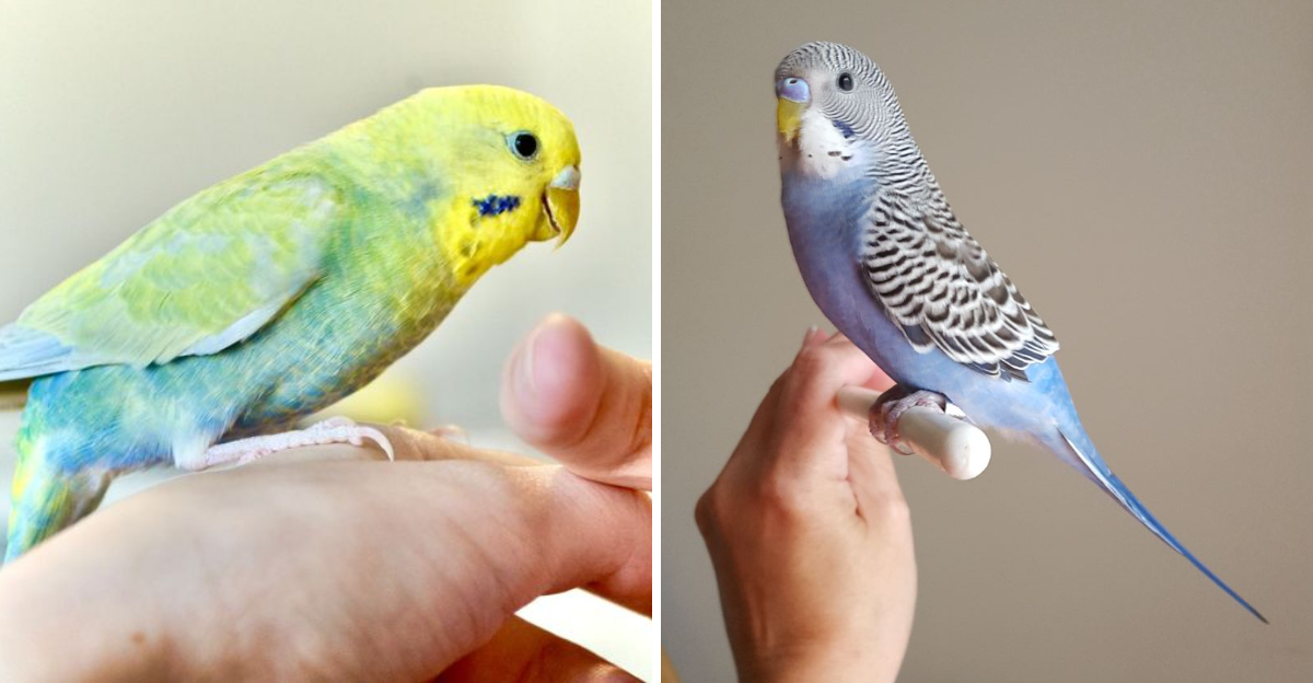 Budgerigars With Unique Color Mutations You’ve Never Seen Before ...
