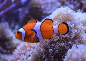18 Stunning Saltwater Fish Perfect for Your Aquarium - Exploring Animals
