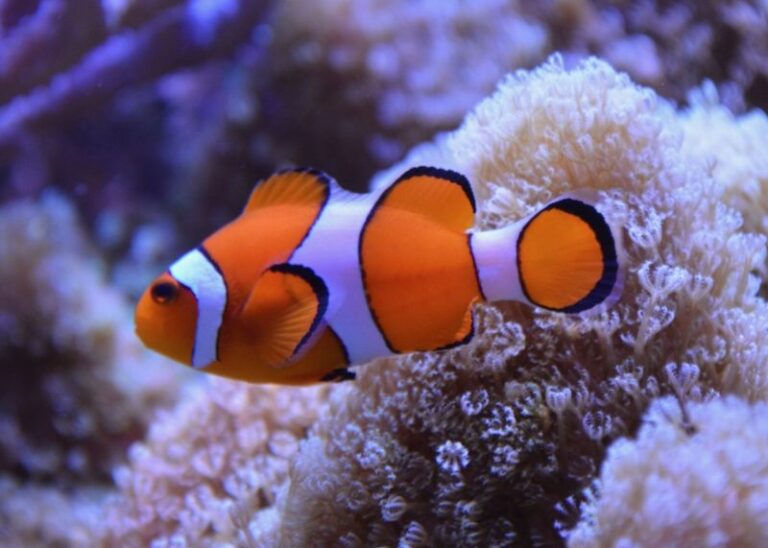 18 Stunning Saltwater Fish Perfect for Your Aquarium - Exploring Animals