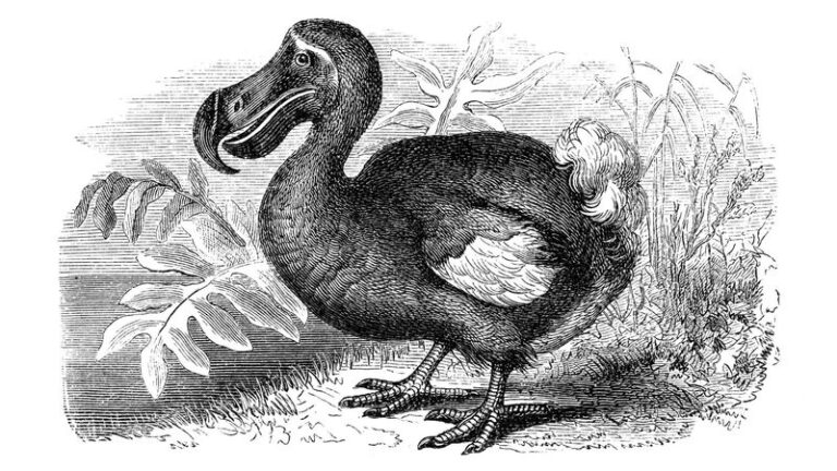 16 Species Wiped Out by Humans That the World Will Never Get Back ...