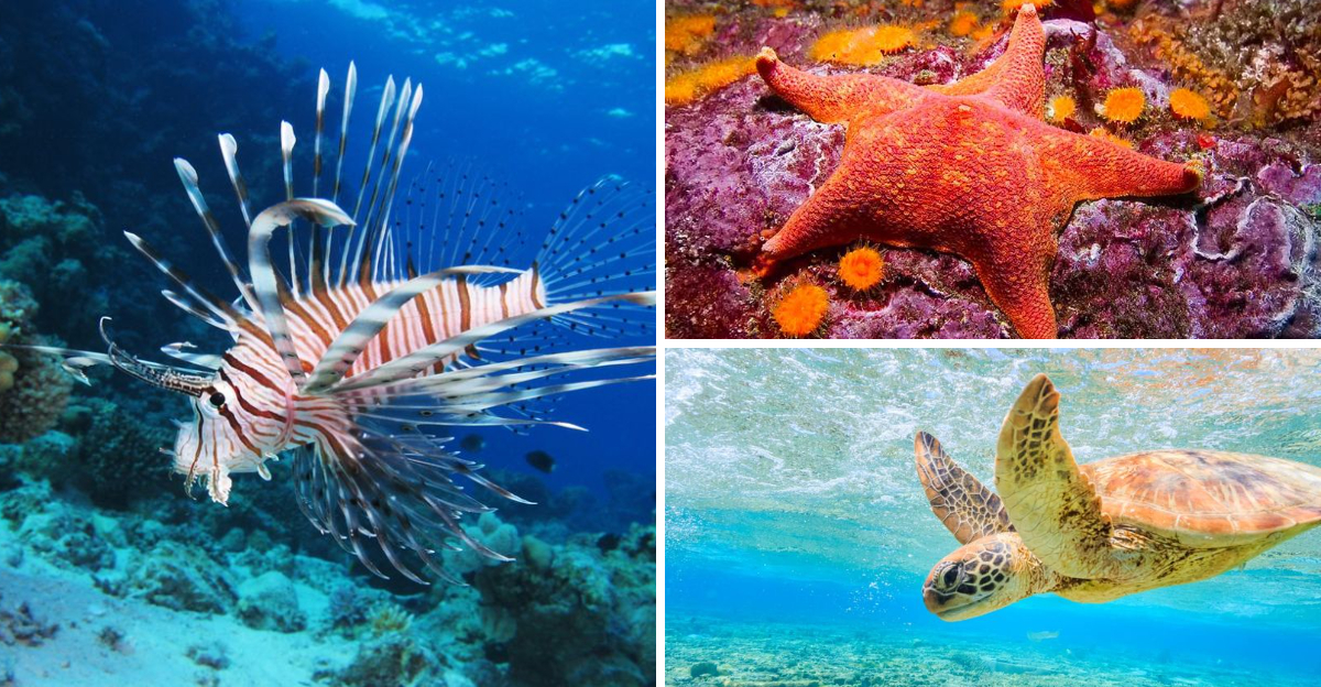 Explore the 20 Most Magnificent Ocean Creatures on the Planet ...
