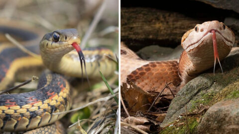 Garter Snake vs. Copperhead: 12 Key Differences Between These Commonly ...