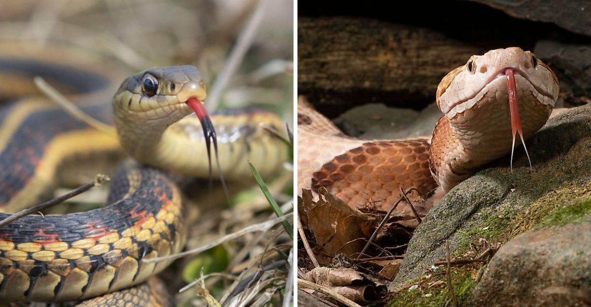 Garter Snake vs. Copperhead: 12 Key Differences Between These Commonly Seen Snakes - Exploring ...