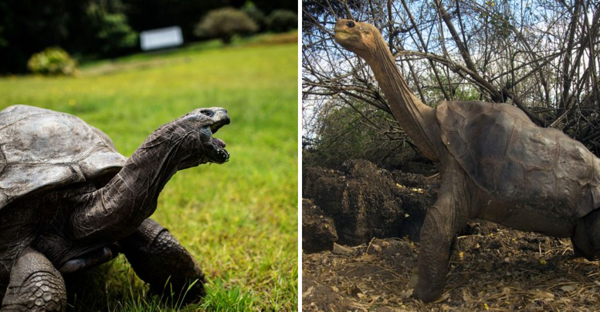 Giant Tortoises That Have Survived For Over 100 Years - Exploring Animals